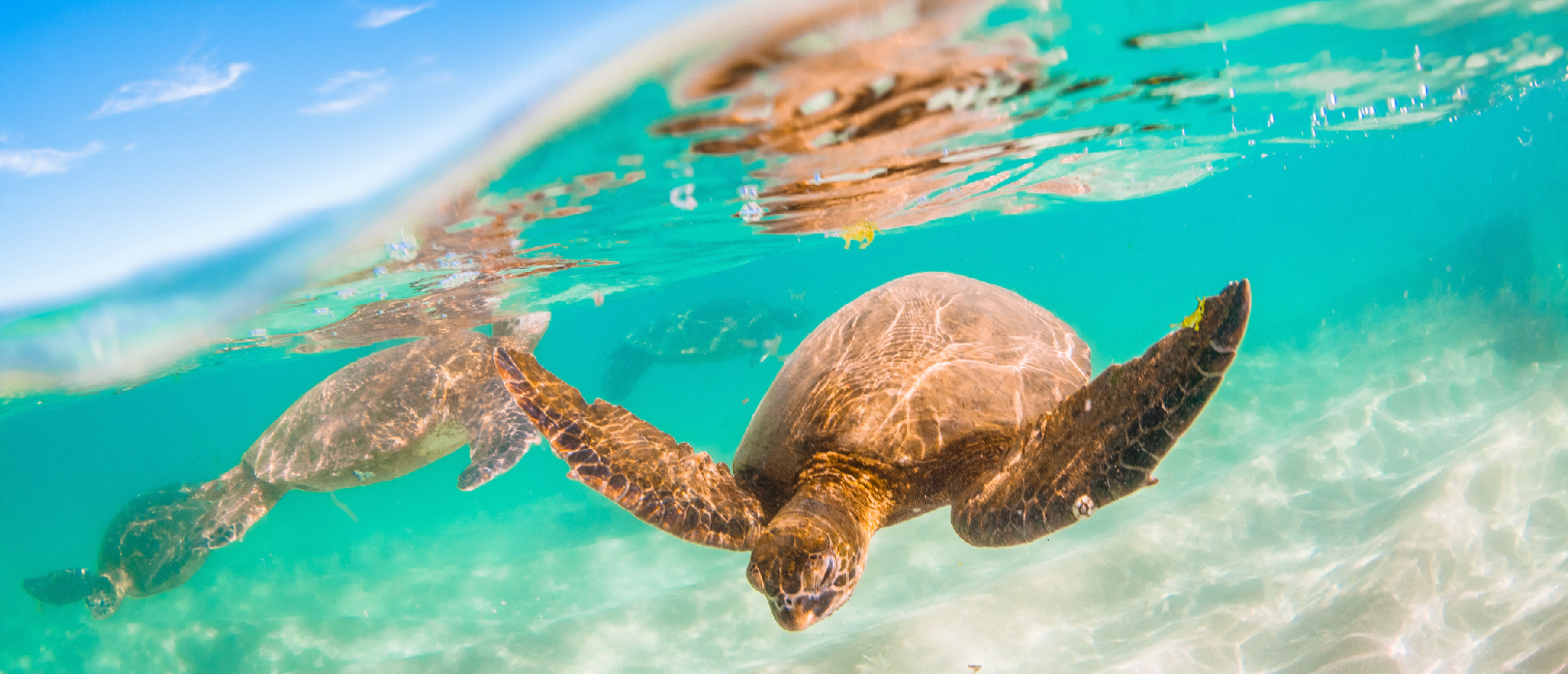 Volunteering Turtle Conservation in Bali | Backpacking Tours