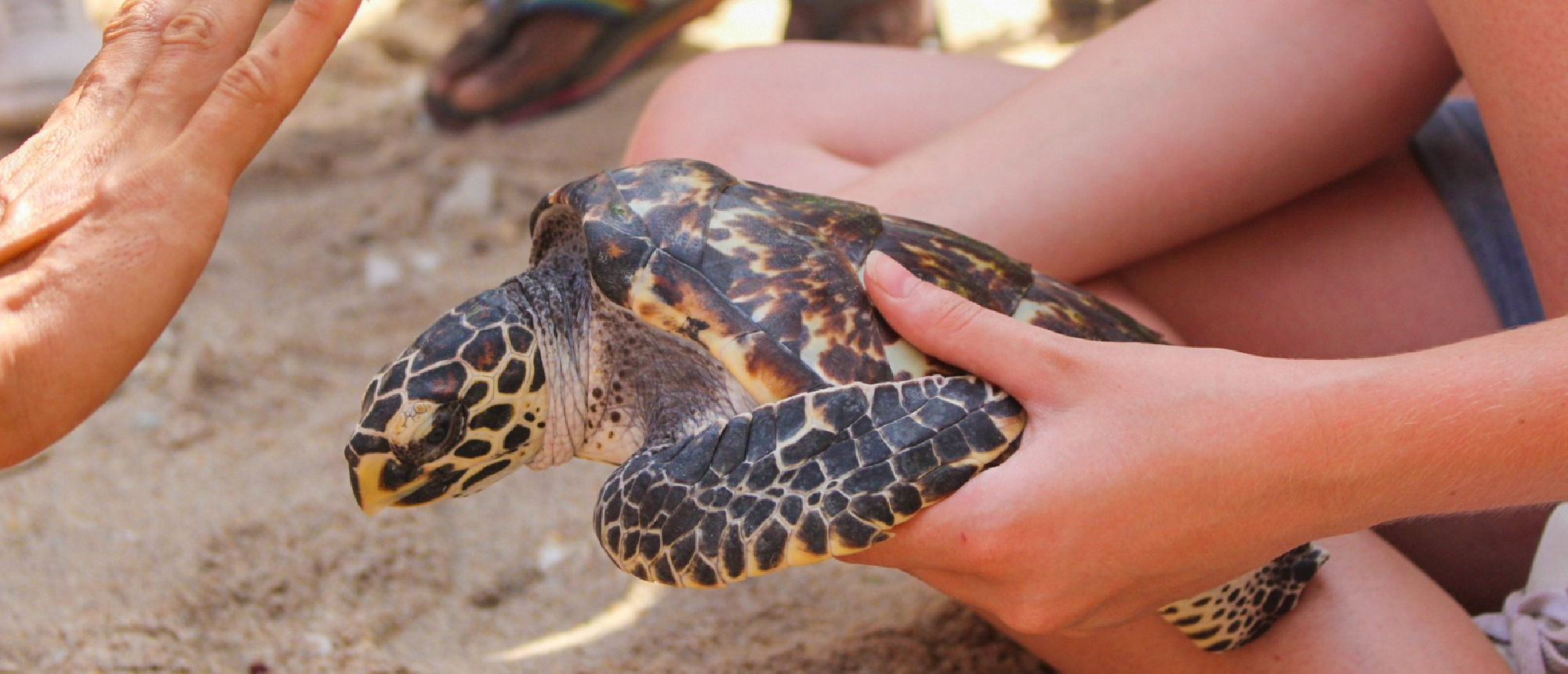 Volunteering Turtle Conservation in Bali | Backpacking Tours